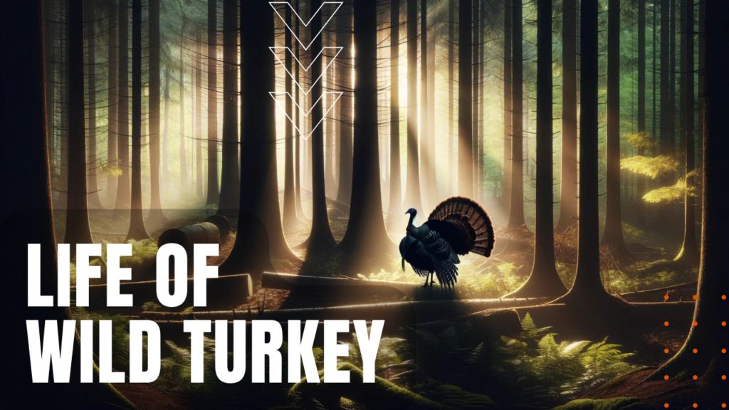 The Life of Wild Turkeys - Daily Dose Documentary